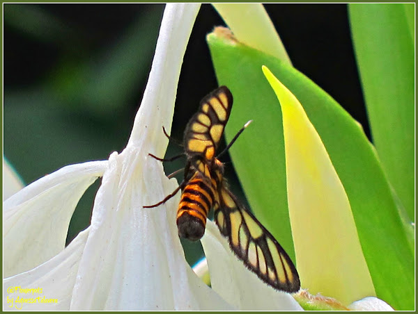 Amata Wasp Moth | Project Noah