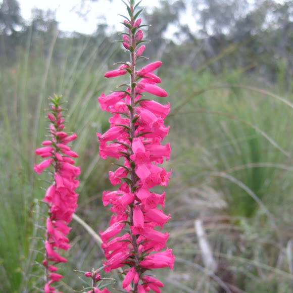 Pink Heath | Project Noah