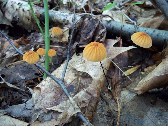 Orange Pinwheel Marasmius | Project Noah
