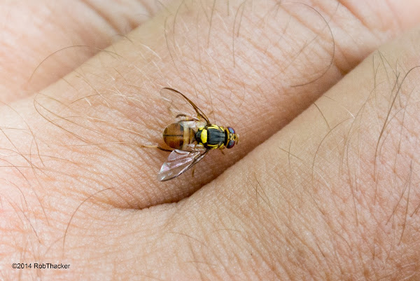 Guava fruit fly | Project Noah