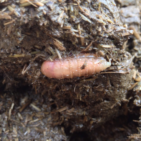 Botfly Larvae | Project Noah
