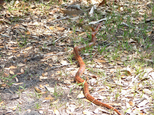 Red Rat Snake | Project Noah