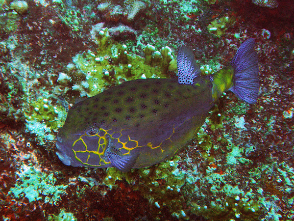 Yellow box fish | Project Noah
