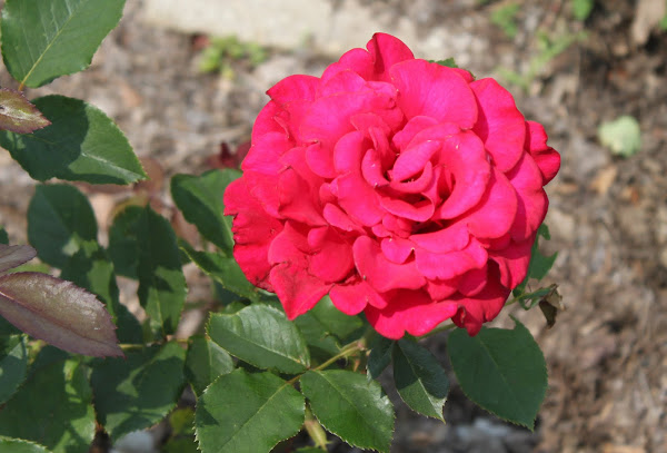 Hybrid Tea Rose 'Let Freedom Ring' | Project Noah