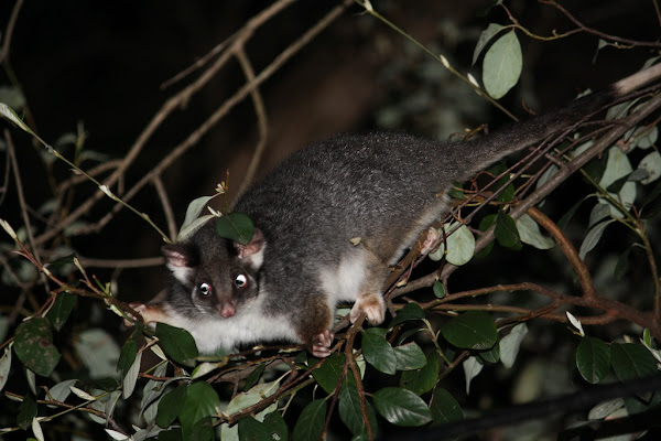 Common Ringtail Possum | Project Noah