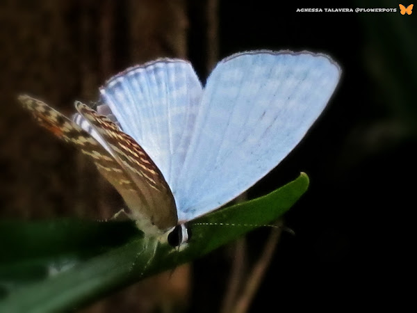 White Caerulean (Male) | Project Noah