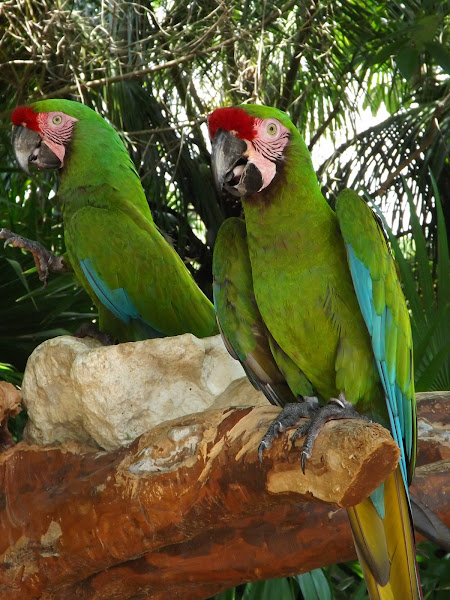 Guacamaya Verde | Project Noah
