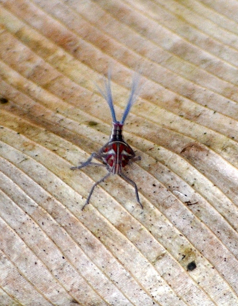 Planthopper nymph. | Project Noah