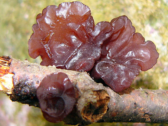 Jelly Ear Fungus | Project Noah