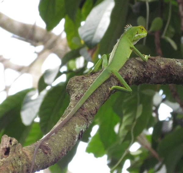 Green-crested lizard | Project Noah