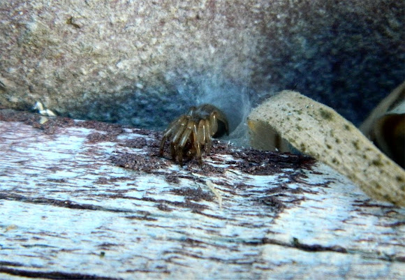 Banded Tunnel Web Spiders | Project Noah