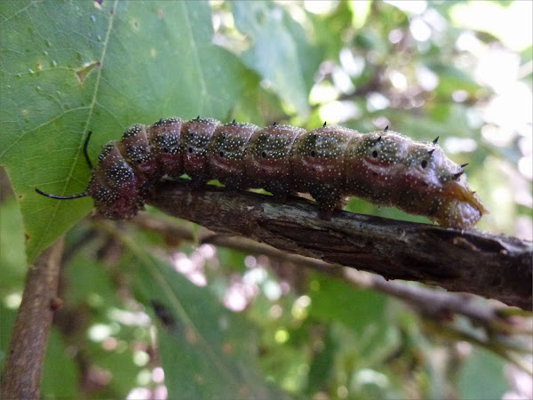 Southern Pink-striped Oakworm Caterpillar | Project Noah