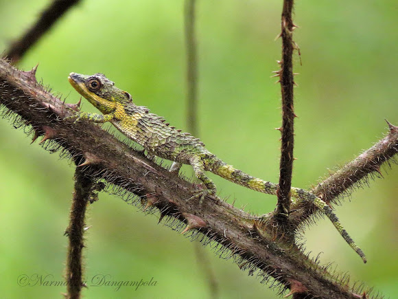 Pygmy Lizard | Project Noah