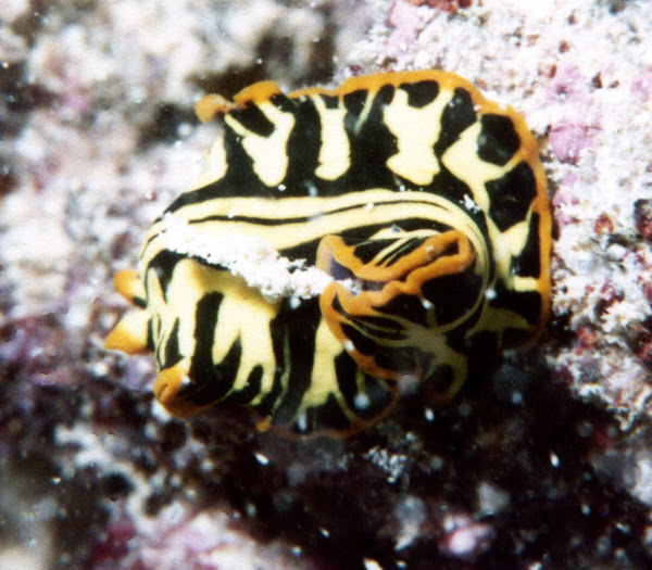 Divided Flatworm | Project Noah