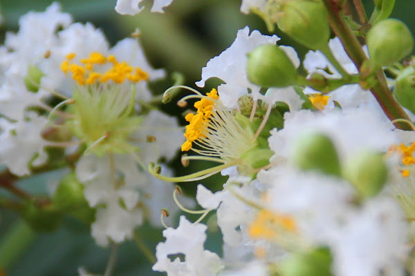 Crepe Myrtle | Project Noah