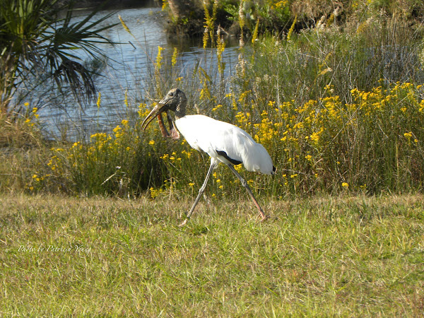 Wood Stork | Project Noah