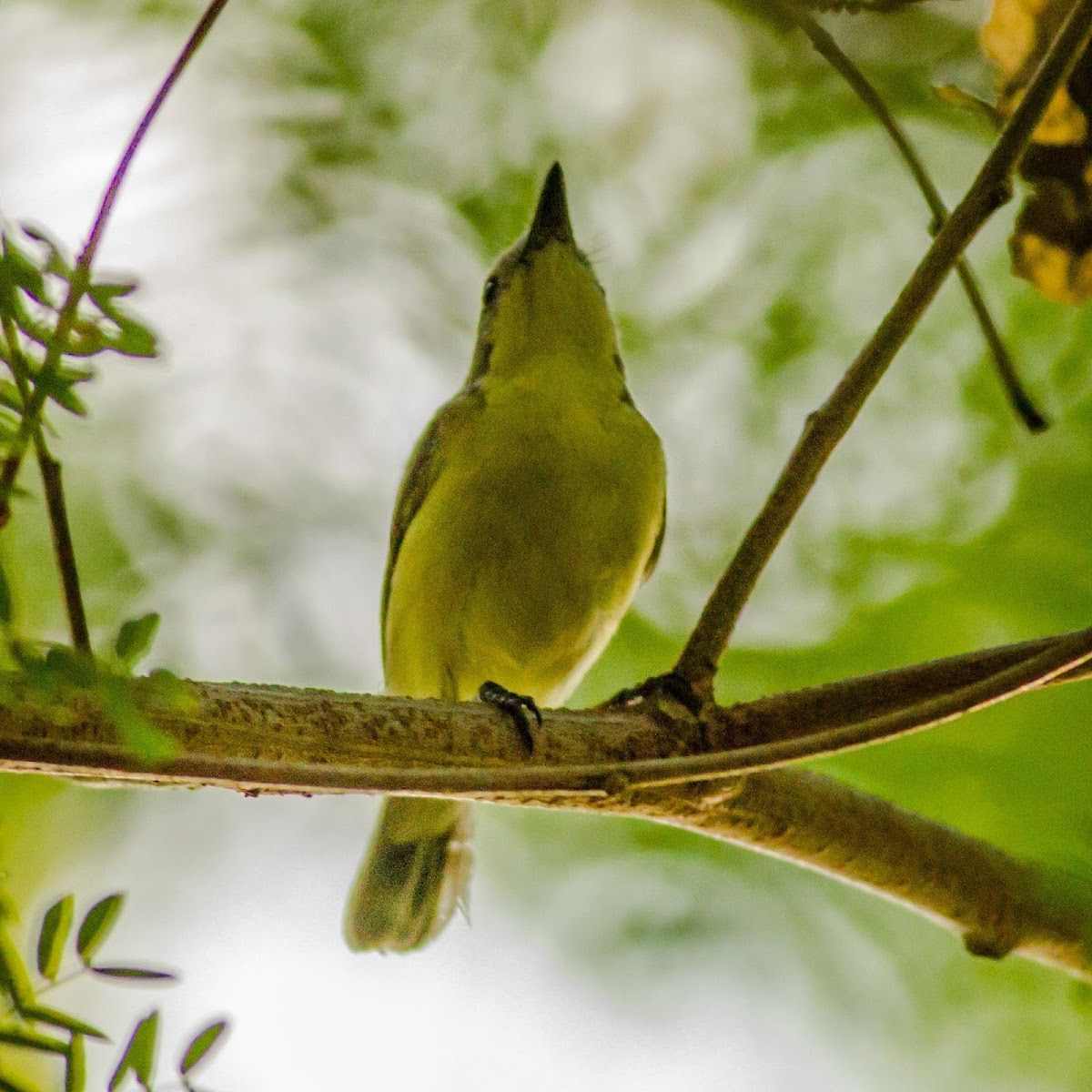 Golden-bellied Flyeater | Project Noah