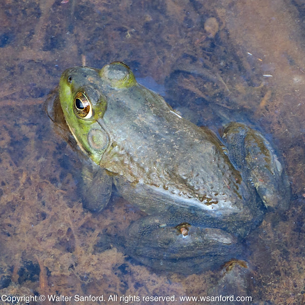 American Bullfrog | Project Noah