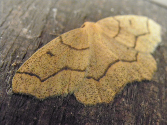 hemlock looper | Project Noah