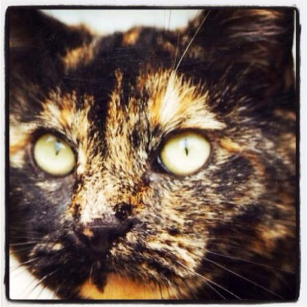 Tortoiseshell cat, Calico cat, marble cake cat | Project Noah