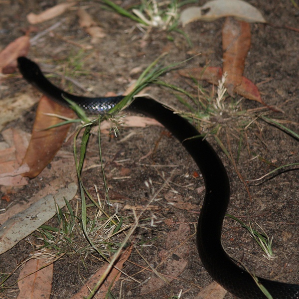 Small-eyed Snake | Project Noah