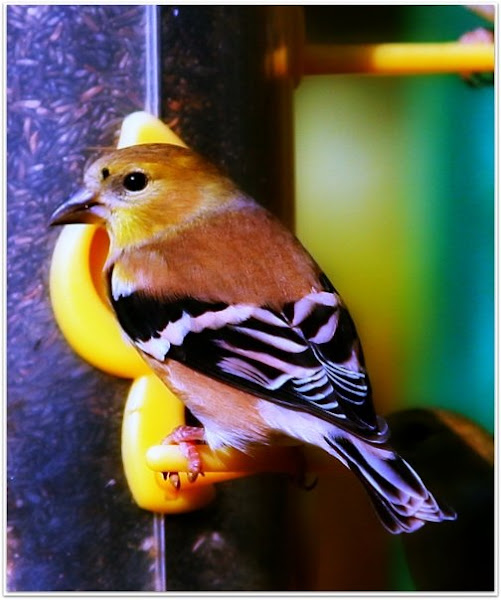 American Goldfinch | Project Noah