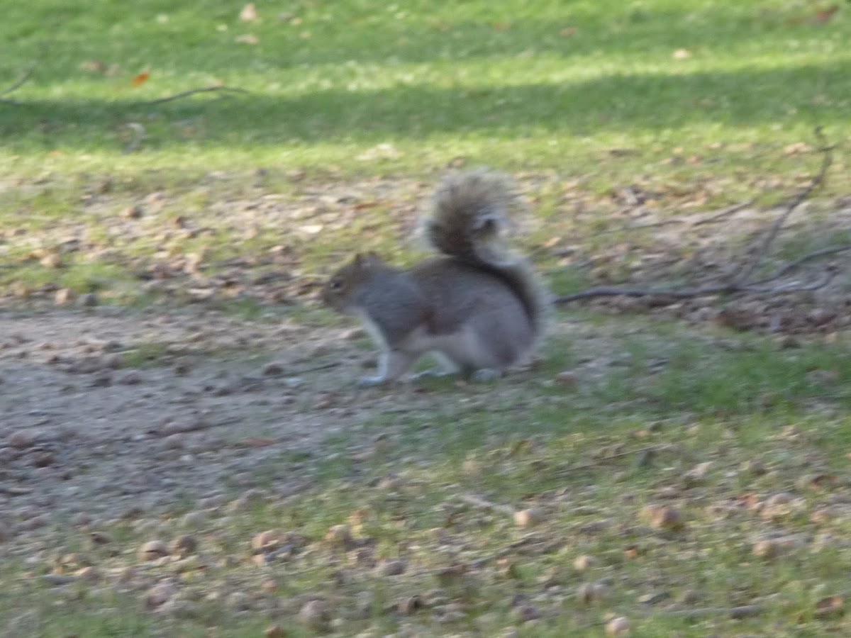 Eastern Gray Squirrel | Project Noah