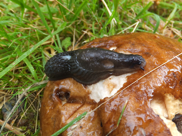 European black slug | Project Noah