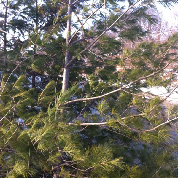 Eastern white pine | Project Noah