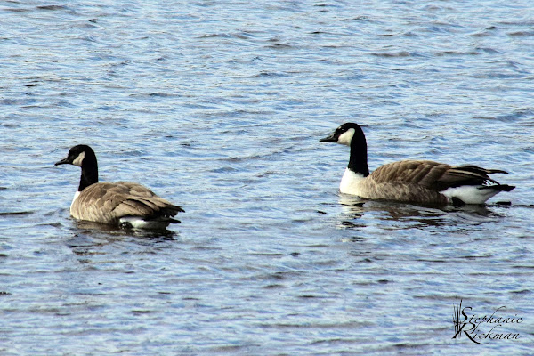 Canada Goose | Project Noah