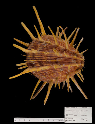 Spondylus regius — Google Arts & Culture