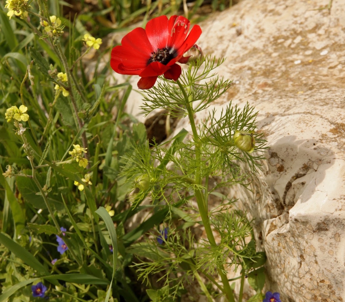 Adonis autumnalis L. | Project Noah