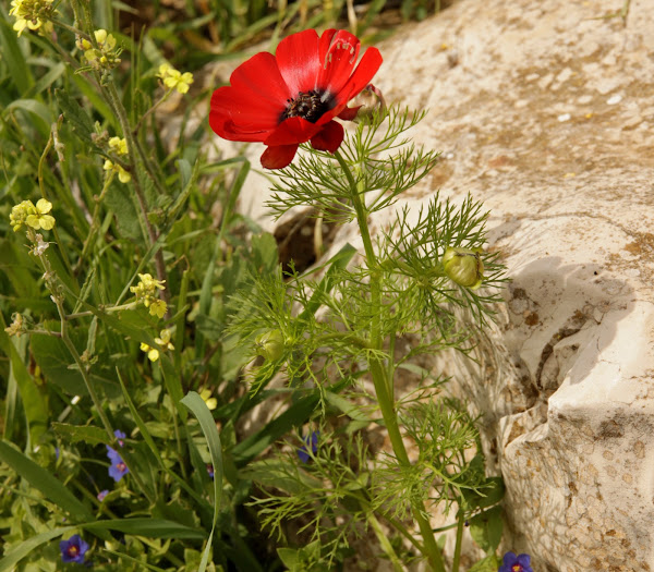 Adonis autumnalis L. | Project Noah