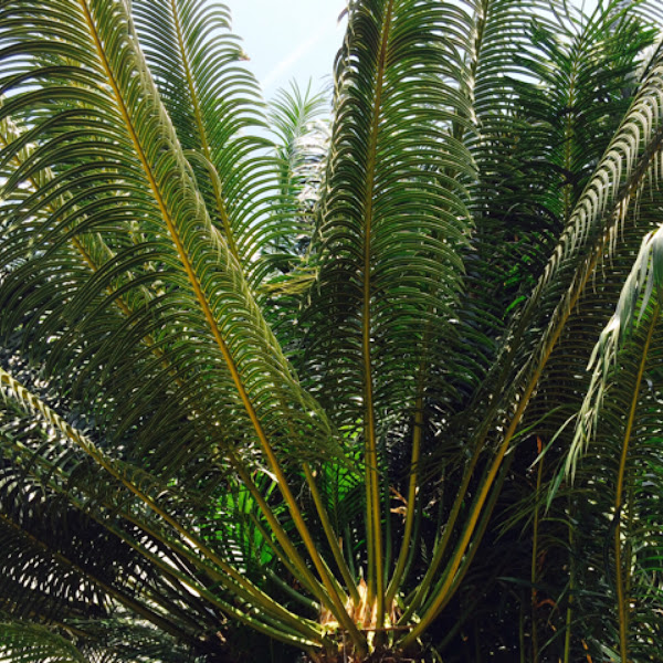 Pitogo | Project Noah