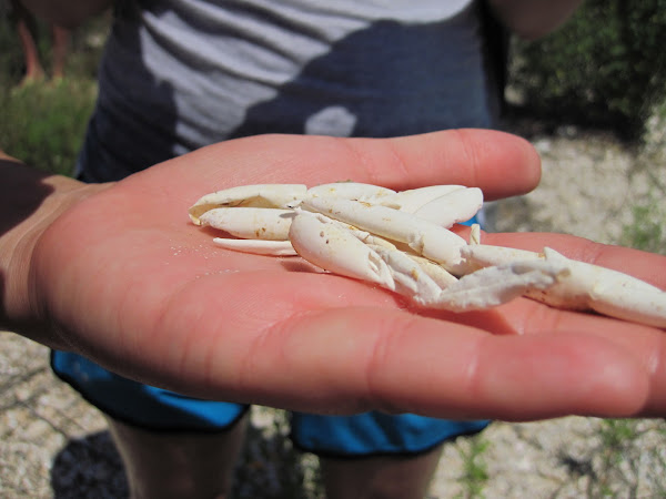 Diamondback Terrapin eggs | Project Noah