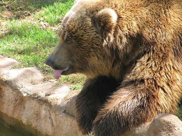 Grizzly Bear | Project Noah