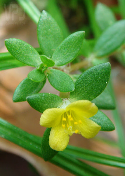 Spotting | Project Noah