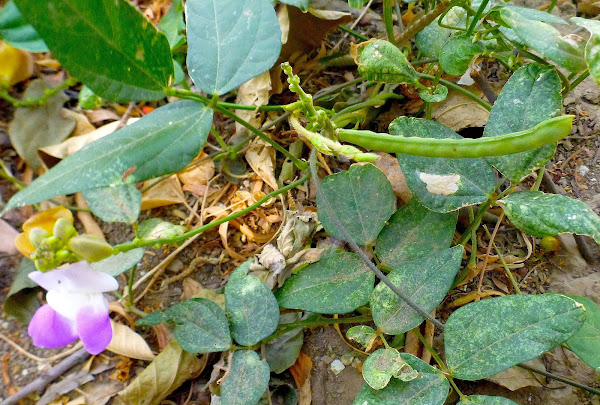 Wild? Pea | Project Noah