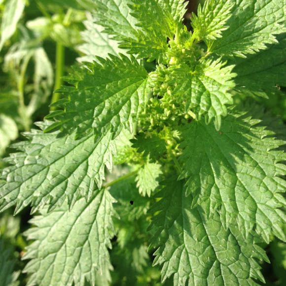 Dwarf nettle | Project Noah