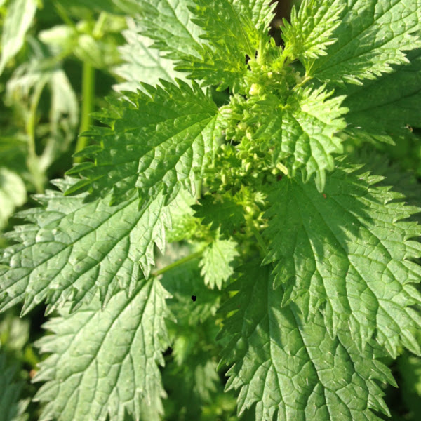 Dwarf nettle | Project Noah