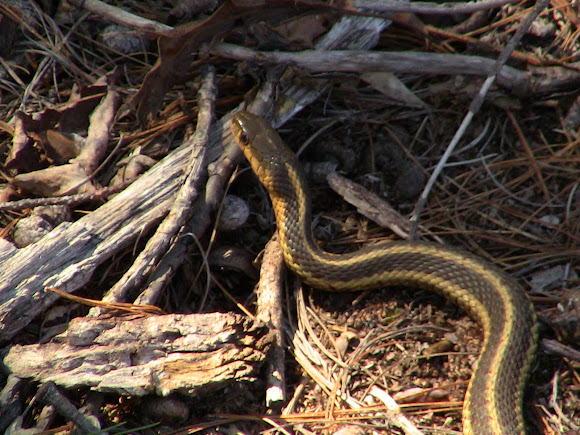 Maritime Garter Snake | Project Noah
