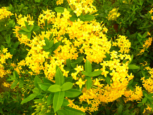 west Indian Jasmine | Project Noah