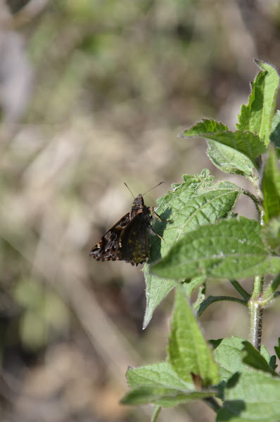 Red studded skipper | Project Noah
