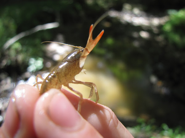 Eastern Crawdad | Project Noah
