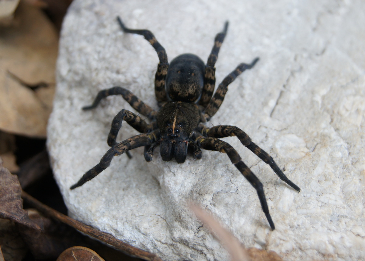 Tiger Wolf Spider | Project Noah