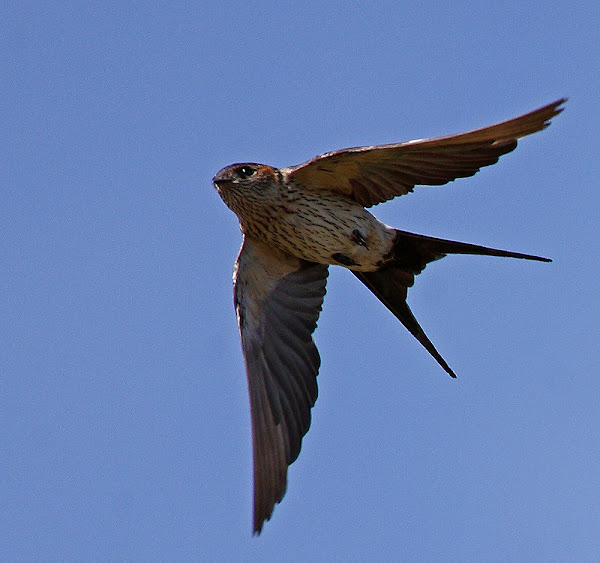 Red-rumped Swallow | Project Noah