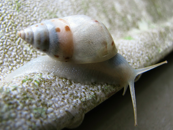 Manatee tree snail | Project Noah