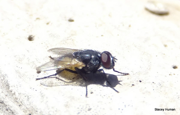 Common housefly | Project Noah