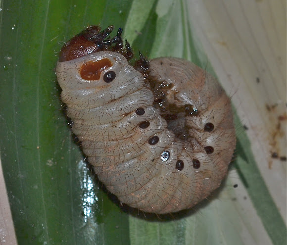 Rhinoceros/hercules beetle grub? | Project Noah