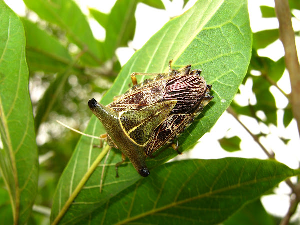 Big stink bug | Project Noah